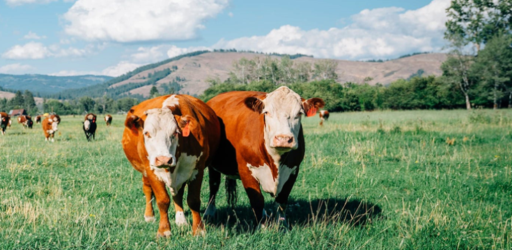 Livestock Investment – Thuso Capital Fund